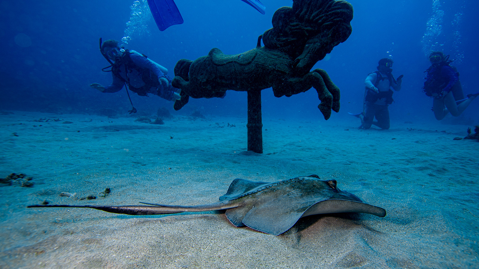 Become a Dive Pro | Cane Bay Dive Shop Scuba diving St Croix USVI