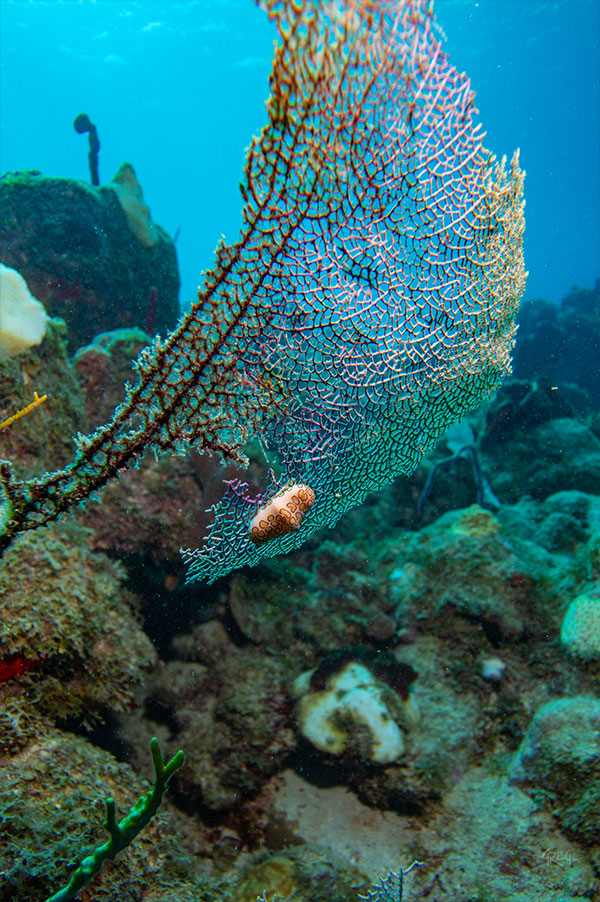 Scuba Diving Tours | Cane Bay Dive Shop Scuba diving St Croix USVI