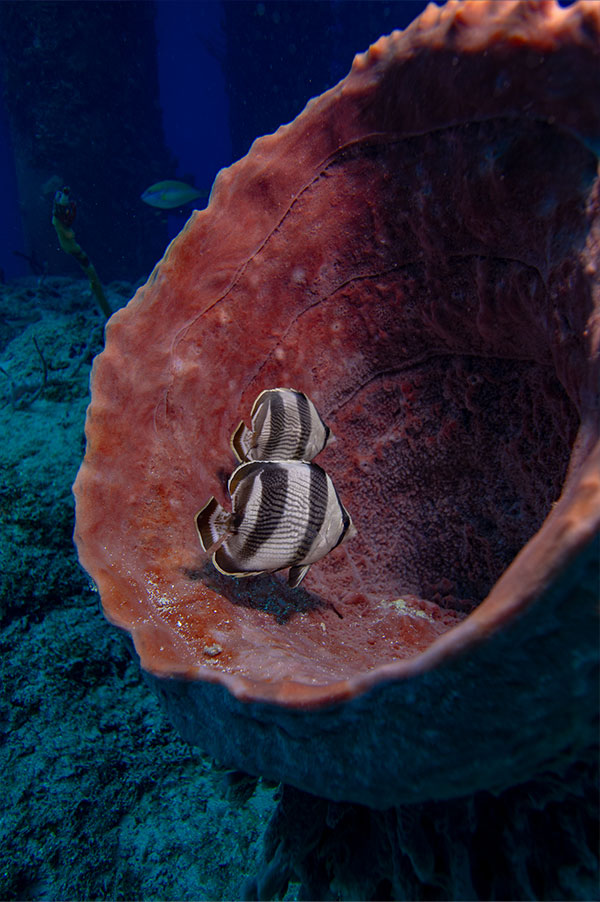 Scuba Diving Tours | Cane Bay Dive Shop Scuba diving St Croix USVI