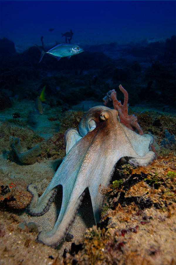 Scuba Diving Tours | Cane Bay Dive Shop Scuba diving St Croix USVI