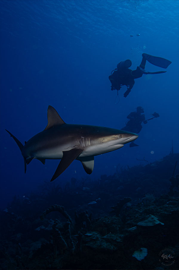 Scuba Diving Tours | Cane Bay Dive Shop Scuba diving St Croix USVI