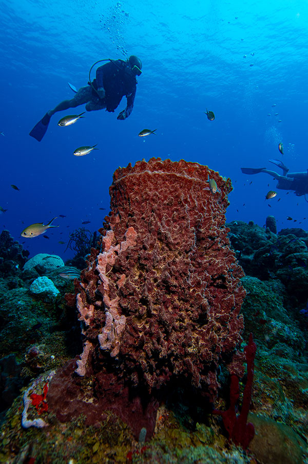 Scuba Diving Tours | Cane Bay Dive Shop Scuba diving St Croix USVI