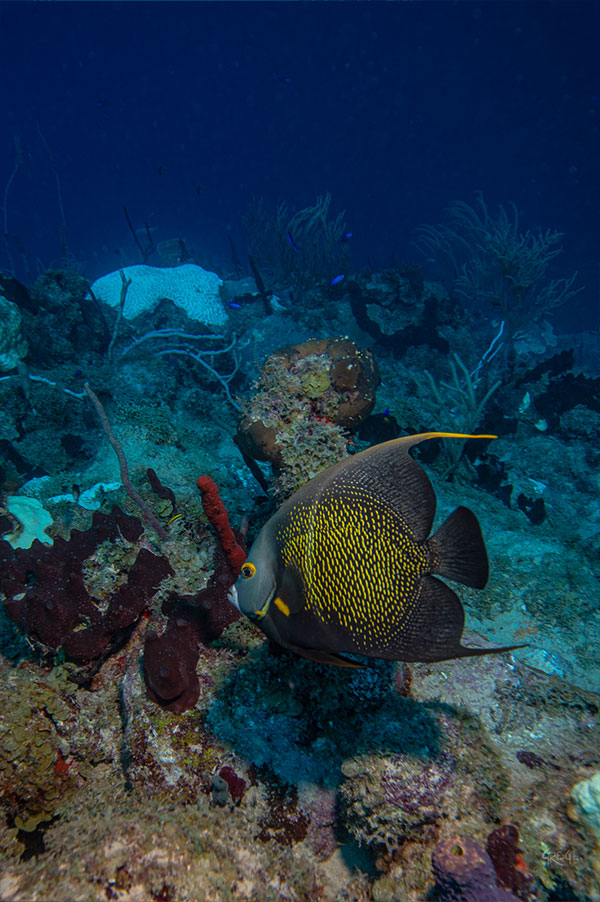 Scuba Diving Tours | Cane Bay Dive Shop Scuba diving St Croix USVI