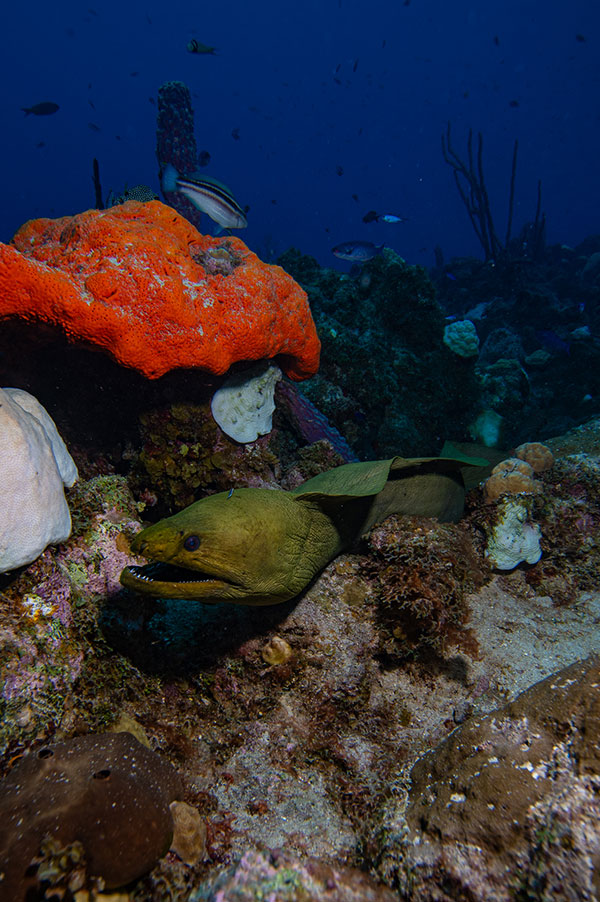 Scuba Diving Tours | Cane Bay Dive Shop Scuba diving St Croix USVI