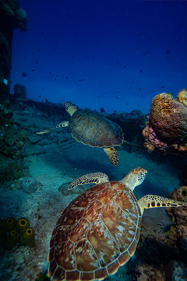 Scuba Diving Tours | Cane Bay Dive Shop Scuba diving St Croix USVI