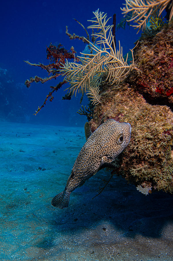 Scuba Diving Tours | Cane Bay Dive Shop Scuba diving St Croix USVI
