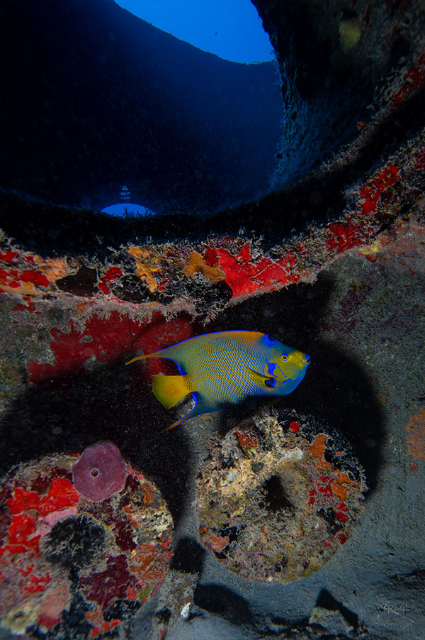 Scuba Diving Tours | Cane Bay Dive Shop Scuba diving St Croix USVI